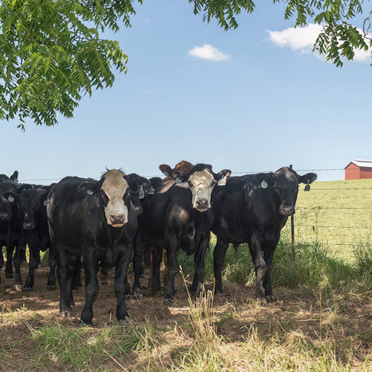 Tennessee Cattlemen's Association
